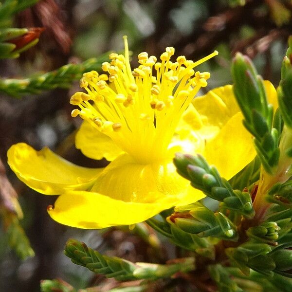 Hypericum Laricifolium Plant Care & How to Grow, Water