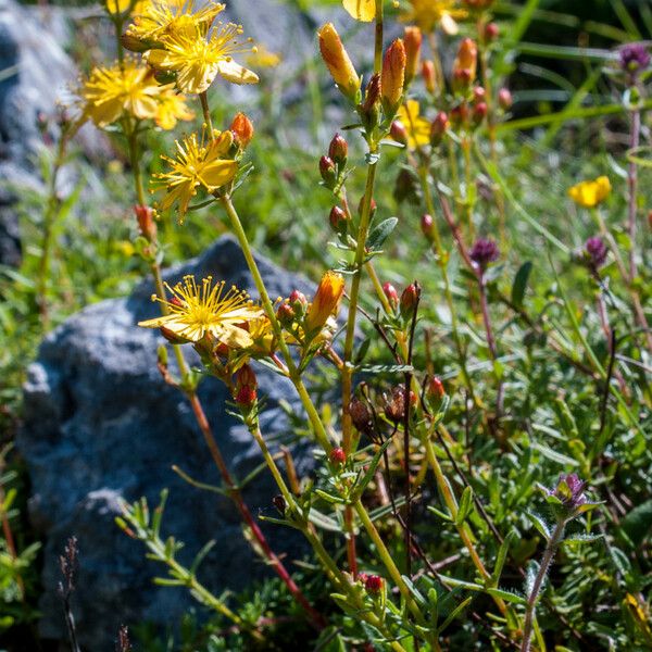 Hypericum Linarioides Plant Care & How to Grow, Water