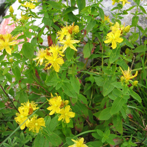 Imperforate St. John's Wort (Hypericum Maculatum) Plant Care & How to ...