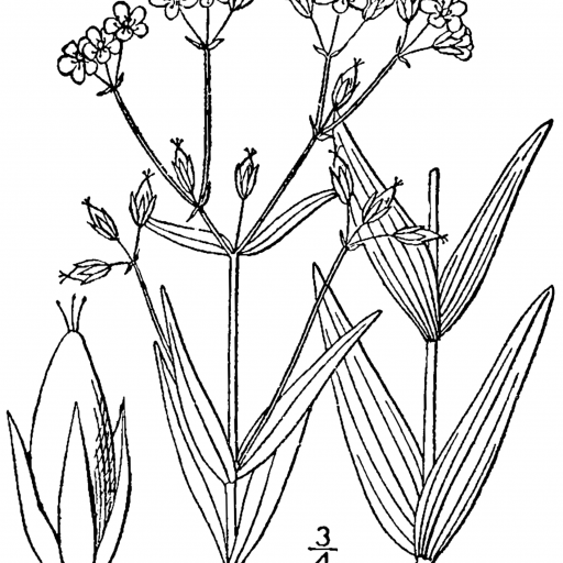 Irish St John's-Wort (Hypericum Majus) Plant Care & How to Grow, Water