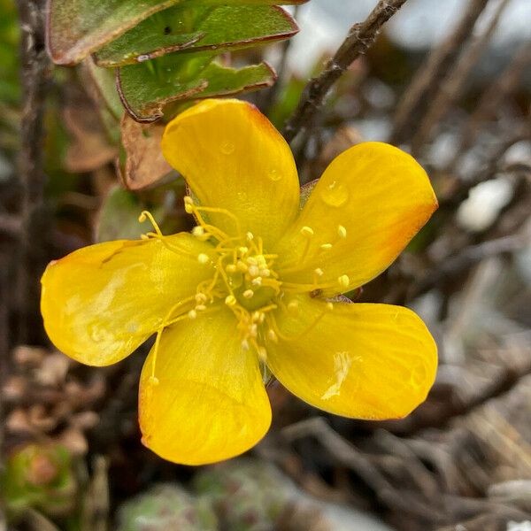 Hypericum Mexicanum Plant Care & How to Grow, Water
