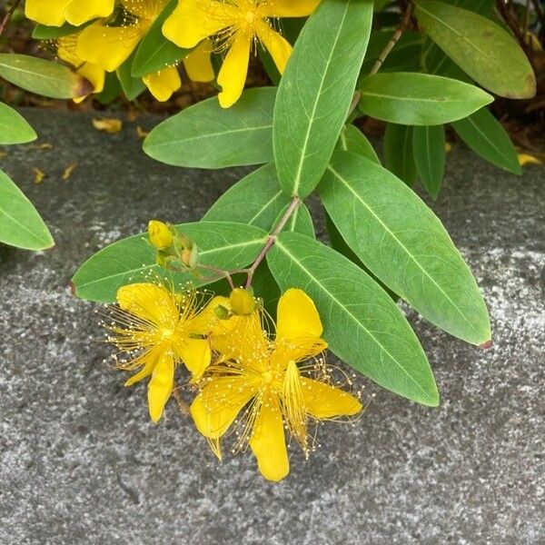 Hypericum Monogynum Plant Care & How to Grow, Water