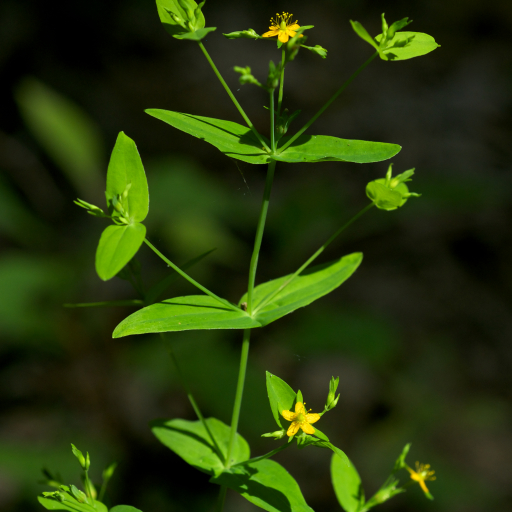 Dwarf St. John's Wort (Hypericum Mutilum) Plant Care & How to Grow, Water
