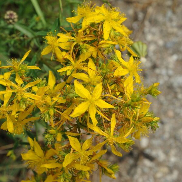 Myrtleleaf St. Johnswort (Hypericum Myrtifolium) Plant Care & How to Grow, Water