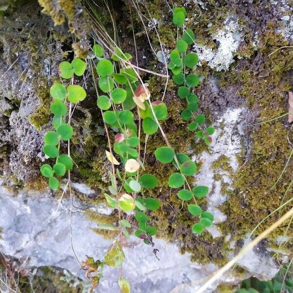 Round-Leaved St. John's Wort (Hypericum Nummularium) Plant Care & How ...
