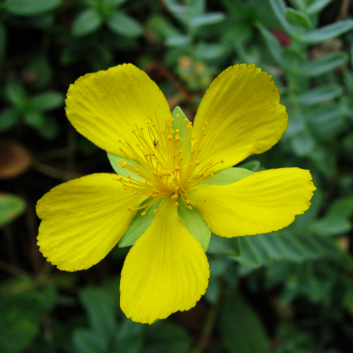 Mount Olympus St. John's Wort (Hypericum Olympicum) Plant Care & How to ...