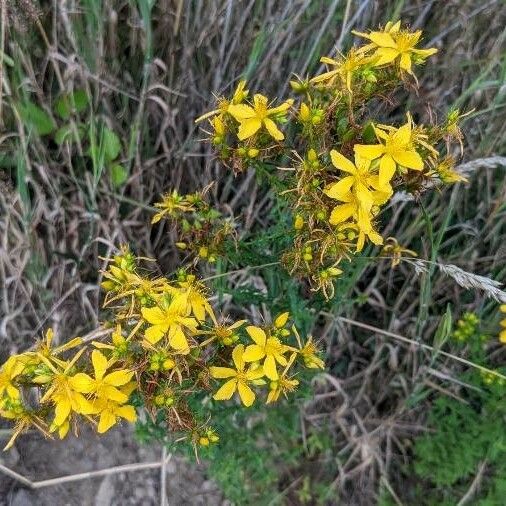 St John's Wort (Hypericum Perfoliatum) Plant Care & How to Grow, Water