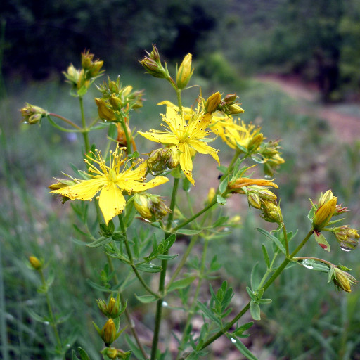 Common St Johns Wort Hypericum Perforatum Plant Care And How To Grow Water