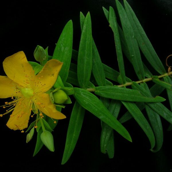Hypericum Podocarpoides Plant Care & How to Grow, Water