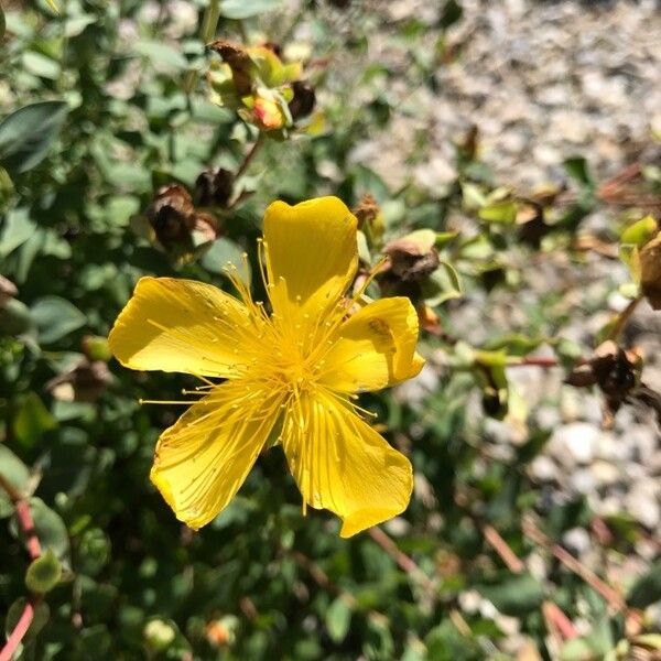 Hypericum Polyphyllum Plant Care & How to Grow, Water