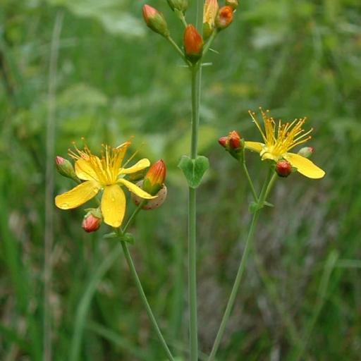 Slender St. John's Wort (Hypericum Pulchrum) Plant Care & How to Grow ...