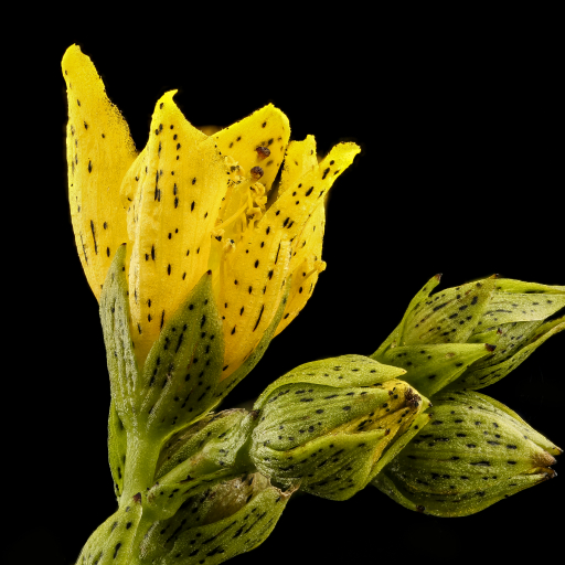 Spotted St. John's Wort (Hypericum Punctatum) Plant Care & How to Grow ...