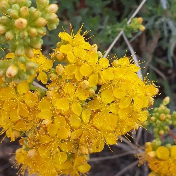 Hypericum Scabrum Plant Care & How to Grow, Water