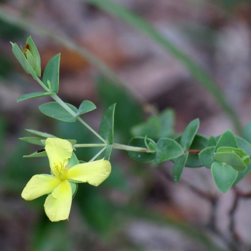 Fourpetal St. John's Wort Plant Care & How to Grow, Water