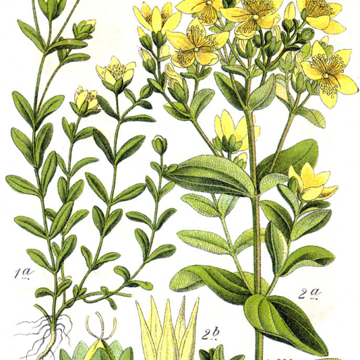 Square-Stalked Saint-John's-Wort (Hypericum Tetrapterum) Plant Care ...
