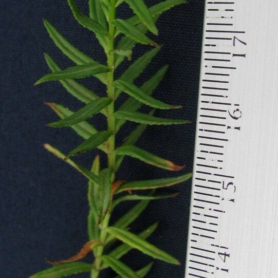 Hypericum Thesiifolium Plant Care & How to Grow, Water