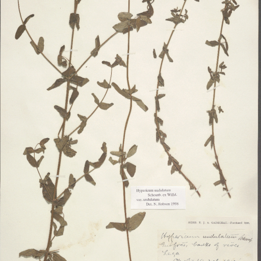 Wavy St. John's Wort (Hypericum Undulatum) Plant Care & How to Grow, Water