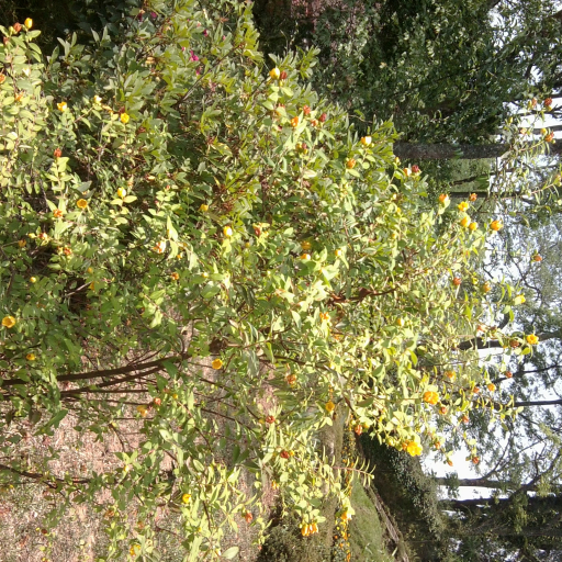 Sugarcane (Saccharum Officinarum) Plant Care & How to Grow, Water