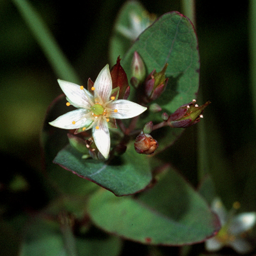 Virginia Marsh St. John's-Wort (Hypericum Virginicum) Plant Care & How ...