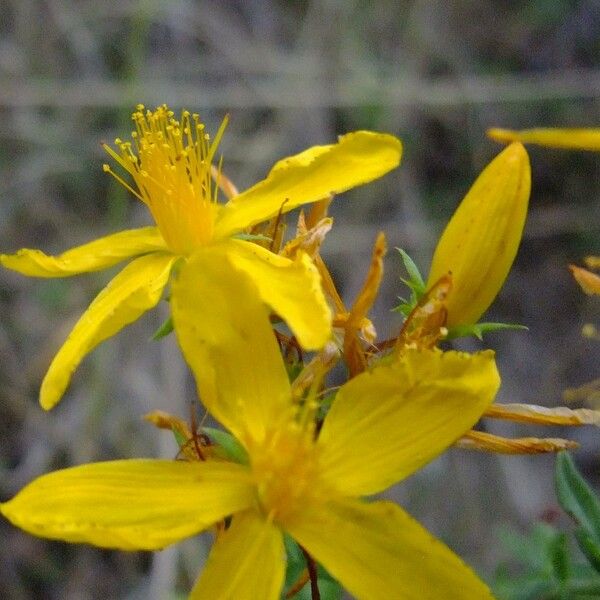 Des Etangs' St John's-Wort (Hypericum X Desetangsii) Plant Care & How ...