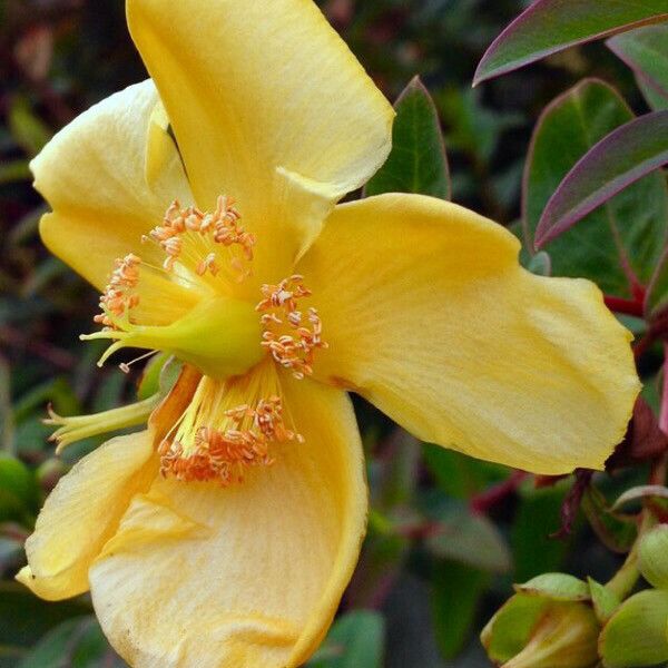 Hidcote Tutsan (Hypericum X Hidcoteense) Plant Care & How to Grow, Water