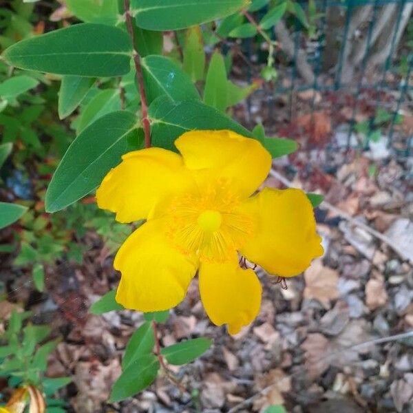 Turkish Tutsan (Hypericum Xylosteifolium) Plant Care & How to Grow, Water