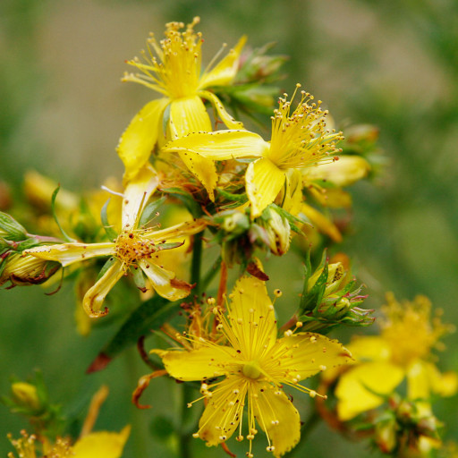 Hypericum Plant Care & How to Grow, Water