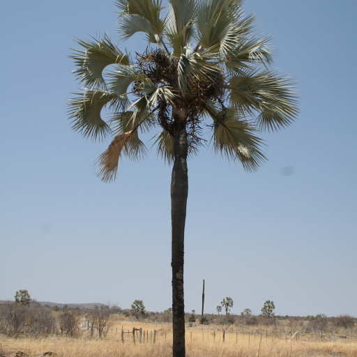 Real Fan Palm (Hyphaene Petersiana) Plant Care & How to Grow, Water