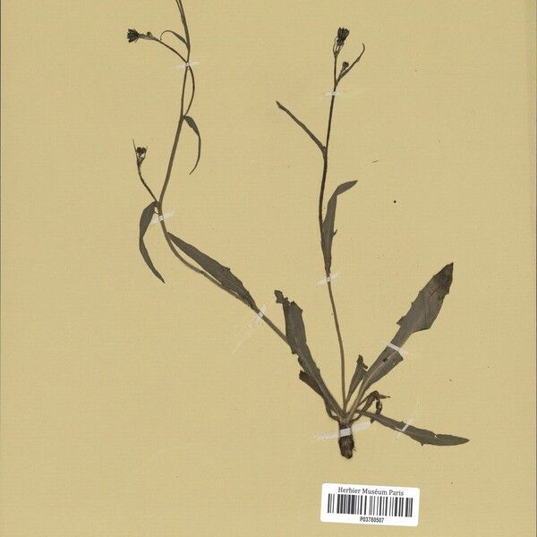 Smallhead Cat's Ear (Hypochaeris Microcephala) Care Guide: Water, Soil ...