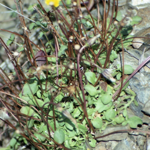 Hypochaeris Robertia Plant Care & How to Grow, Water