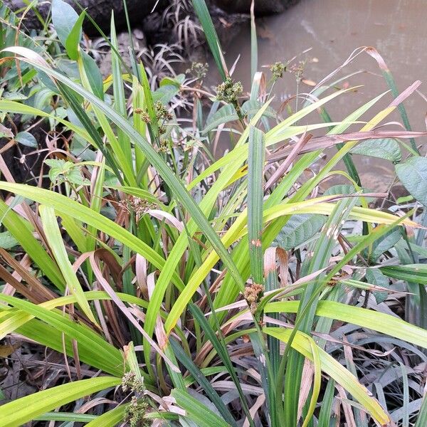 Hypolytrum Longifolium Care Guide: Water, Soil & Propagation - Plantiary