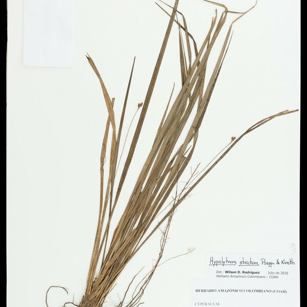 Hypolytrum Strictum Plant Care & How to Grow, Water