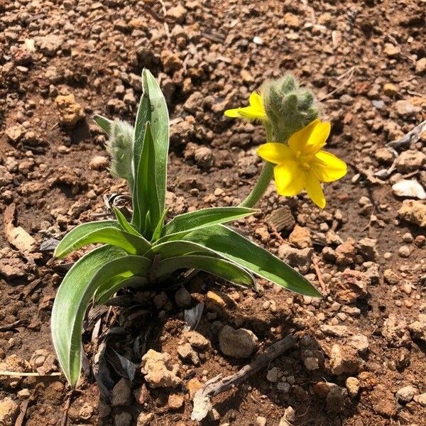 Narrow Stargrass (Hypoxis Angustifolia) Plant Care & How to Grow, Water
