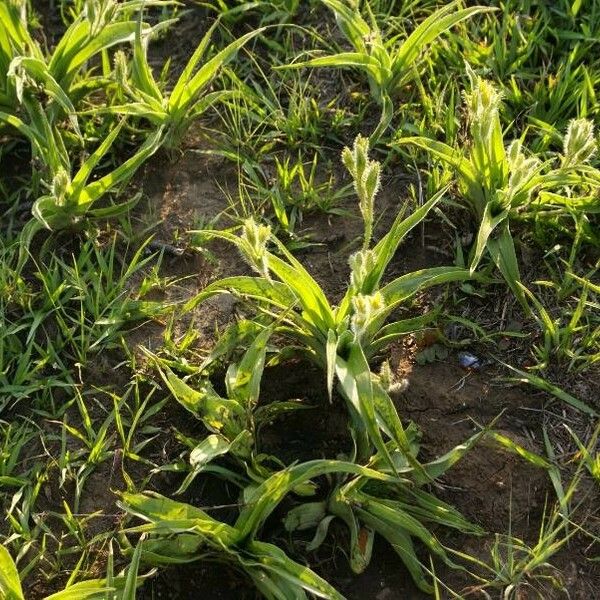 Small Yellow Stargrass (Hypoxis Argentea) Care Guide: Water, Soil ...