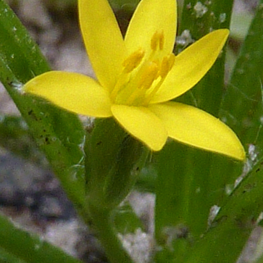 Coquí (Hypoxis Decumbens) Care Guide: Water, Soil & Propagation - Plantiary