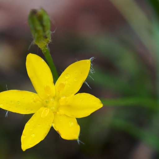 Yellow Star-Grass (Hypoxis Hirsuta) Plant Care & How to Grow, Water