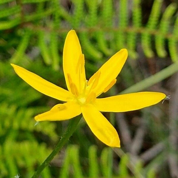 Golden Weather-Grass (Hypoxis Hygrometrica) Care Guide: Water, Soil ...