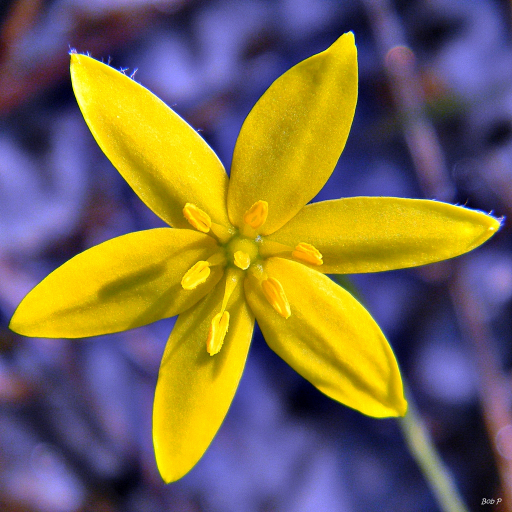 Fringed Yellow Star-grass (Hypoxis Juncea) Plant Care & How to Grow, Water