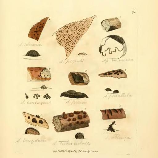 Beech Woodwart (Hypoxylon Fragiforme) Plant Care & How to Grow, Water