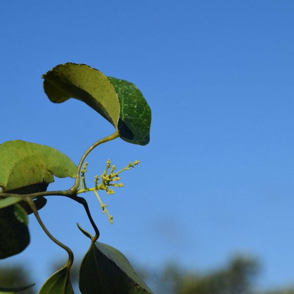 Hypserpa Neocaledonica Care Guide: Water, Soil & Propagation - Plantiary