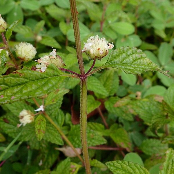Blackhead Hyptis (Hyptis Atrorubens) Plant Care & How to Grow, Water