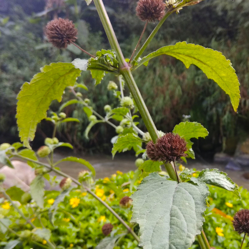 Lesser Roundweed (Hyptis Brevipes) Plant Care & How to Grow, Water