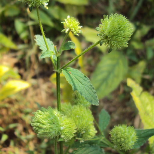 False Ironwort (Hyptis Capitata) Plant Care & How to Grow, Water