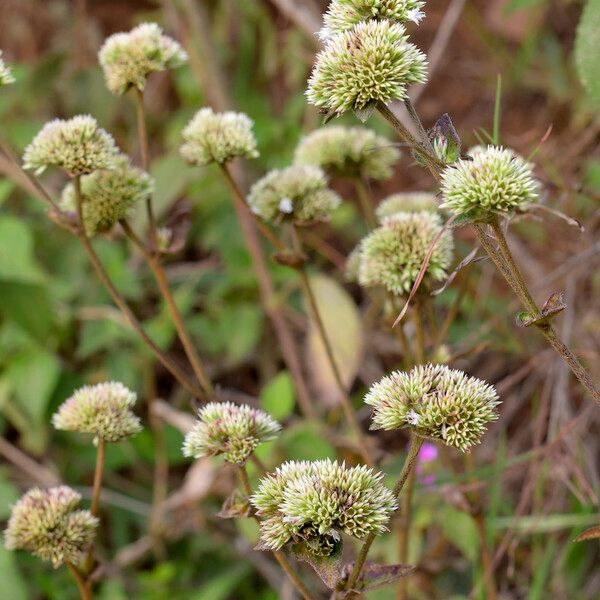 Hyptis Conferta Care Guide: Water, Soil & Propagation - Plantiary