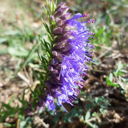 Hyssop (Hyssopus Officinalis) Plant Care & How to Grow, Water