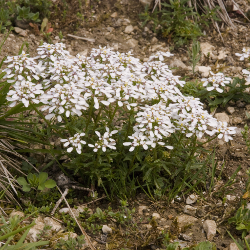 Annual Candytuft (Iberis Amara) Plant Care & How to Grow, Water