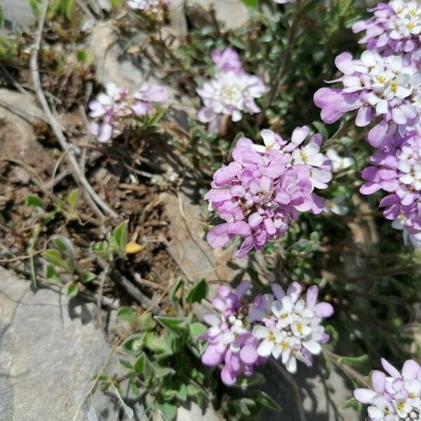 Iberis Bernardiana Plant Care & How to Grow, Water