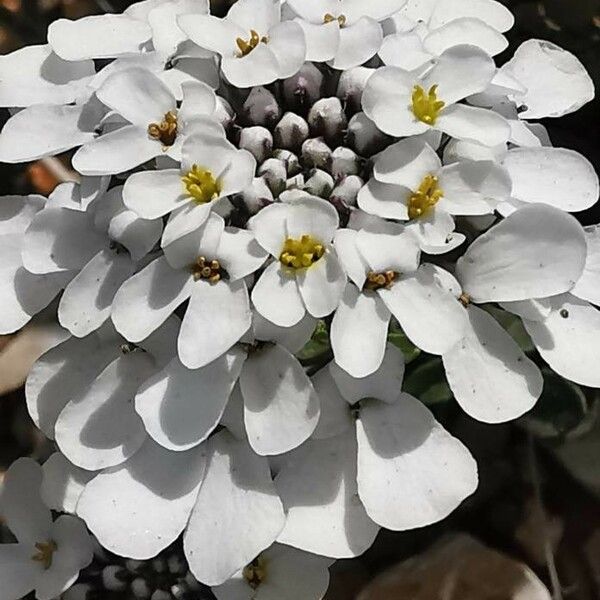 Pink Candytuft (Iberis Carnosa) Plant Care & How to Grow, Water