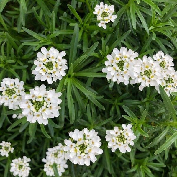 Ciliate-Leaved Candytuft (Iberis Ciliata) Plant Care & How to Grow, Water