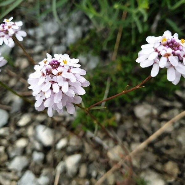 Winged Candytuft (Iberis Pinnata) Plant Care & How to Grow, Water